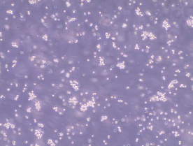 【技術資料追加のお知らせ】CellPet 3D-iPSを用いたiPS細胞の培養 | 株式会社ジェイテックコーポレーション - Powered by イプロス