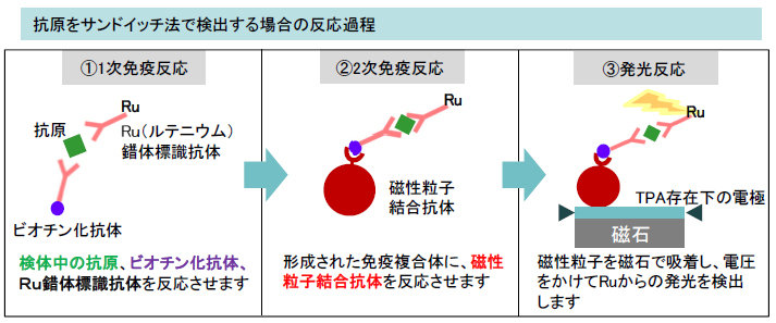 ECLIA法による免疫関連項目の測定 一般財団法人材料科学技術振興財団 MST | イプロスものづくり