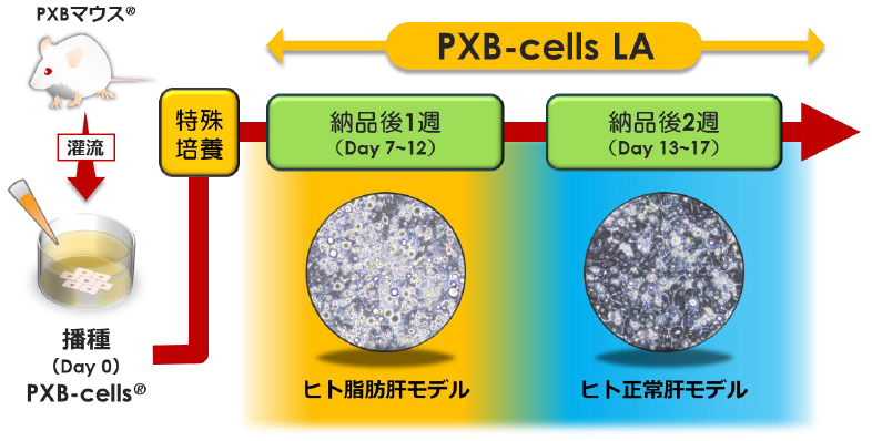 脂質代謝研究用の新鮮ヒト肝細胞『PXB-cells LA』 フェニックスバイオ | イプロス医薬食品技術